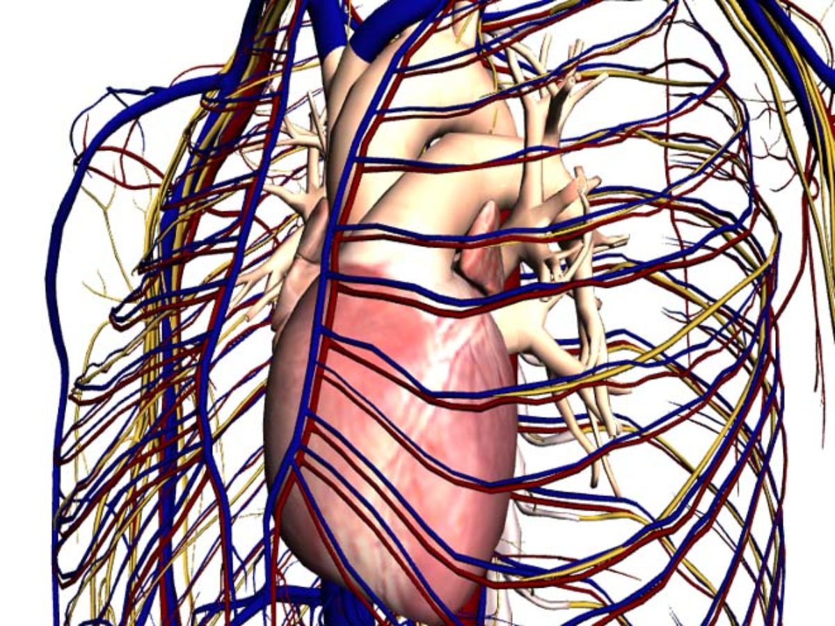 Anatomía Humana En Google