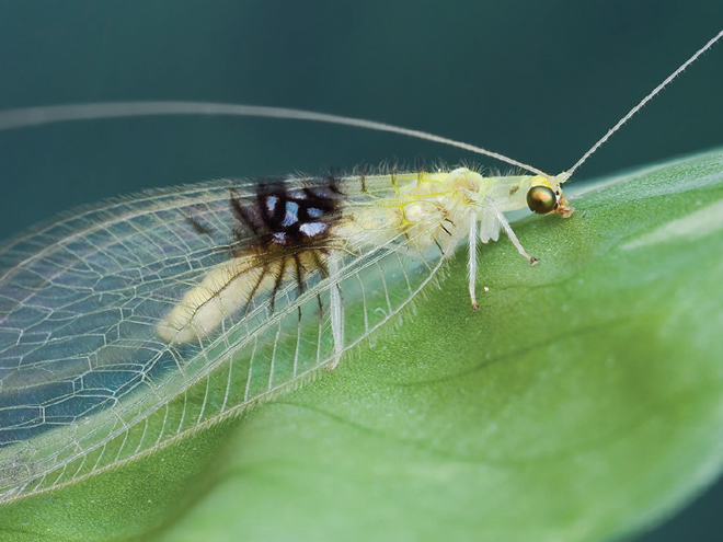 Descubren nueva especie de insecto gracias a Flickr • ENTER.CO