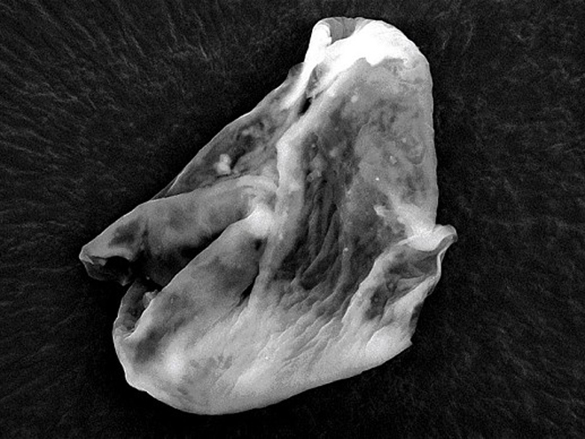 Científicos británicos habrían confirmado vida extraterrestre • ENTER.CO