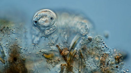 Científicos lograron revivir animales congelados desde hace 30 años ...