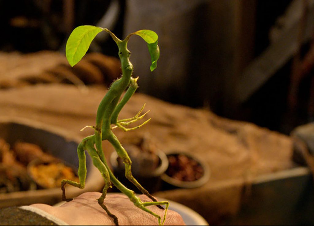 ¿Sabes quién es Newt Scamander? • ENTER.CO