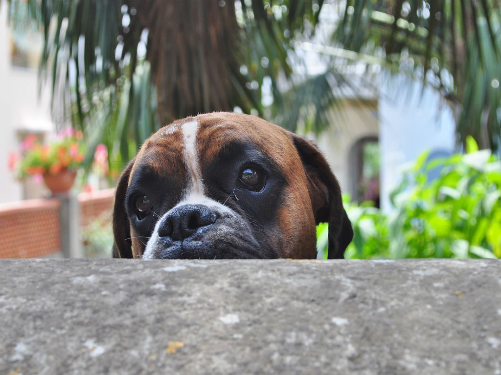 Un científico está construyendo el primer traductor para mascotas ...