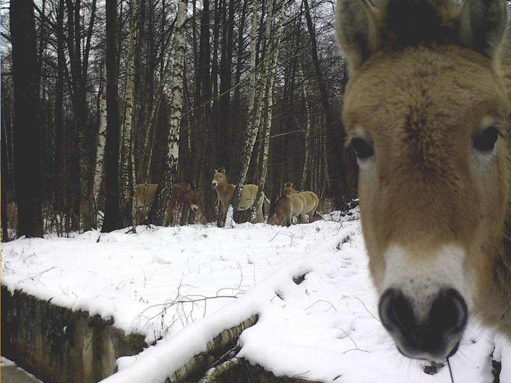 La vida vuelve a Chernóbil, en forma de animales silvestres • ENTER.CO