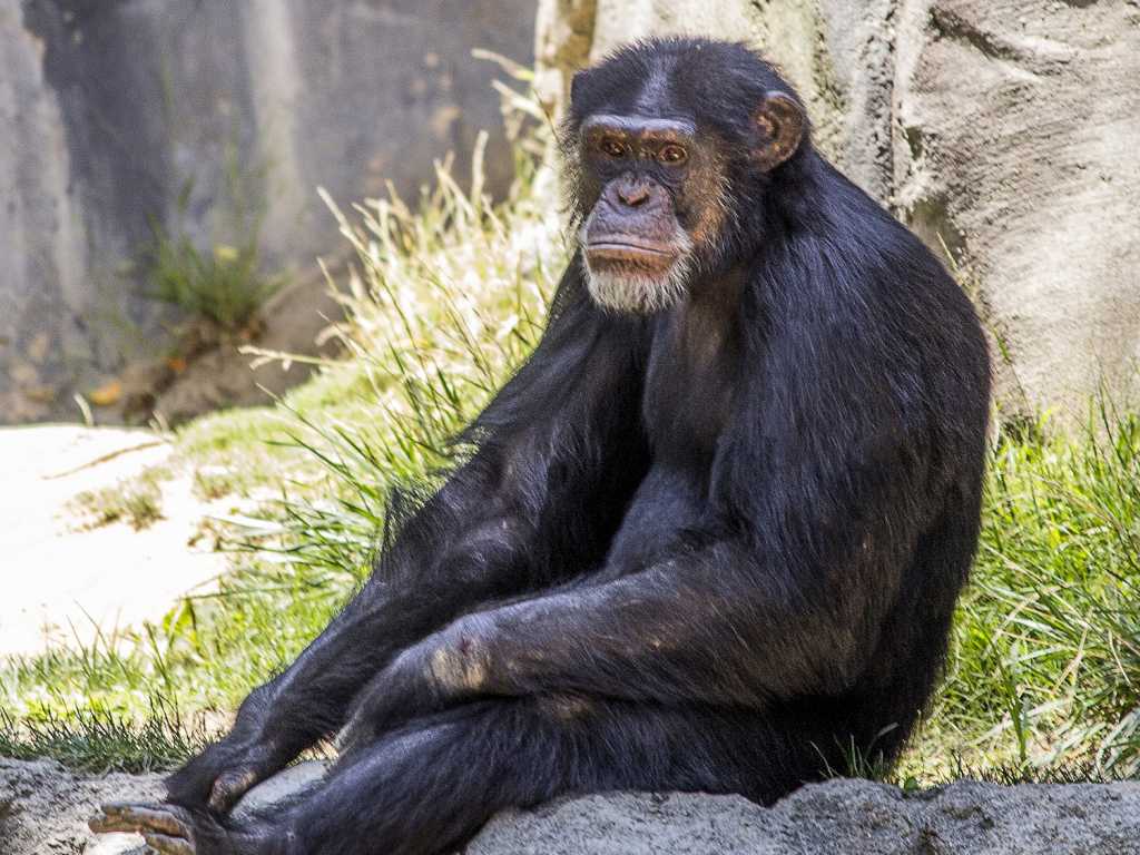 Video de chimpancé que usa Instagram recibe tantas críticas como likes ...