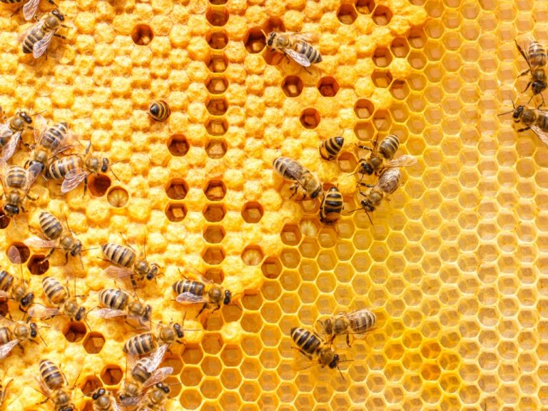 Las abejas pueden contar y entender símbolos numéricos • ENTER.CO