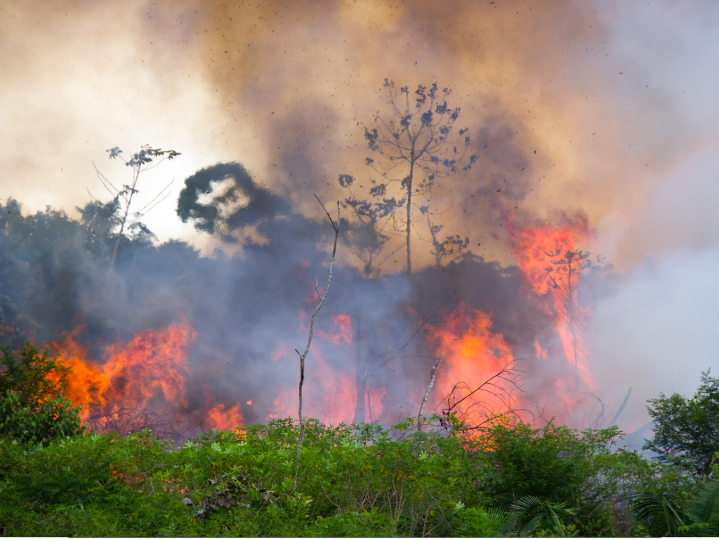 Con estos mapas entenderás el daño del incendio en el Amazonas • ENTER.CO