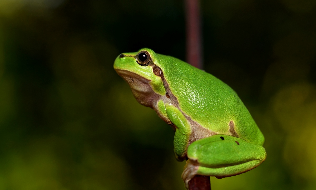 Opinión: Un salto de rana en la educación • ENTER.CO