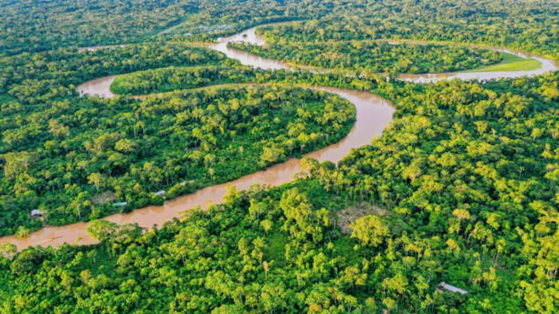 ¿Cómo la IA ayuda a preservar la selva amazónica colombiana? Microsoft ...