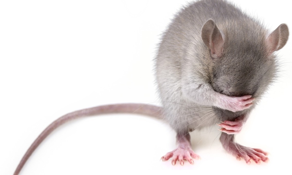 Científicos crean ratón ‘humanizado’ con un sistema inmunológico e ...