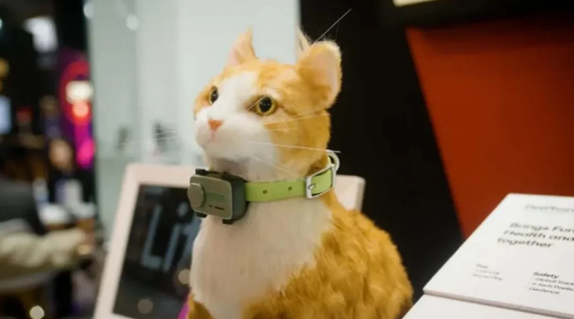 Tu mascota ahora también podrá tener celular: así funciona PetPhone ...