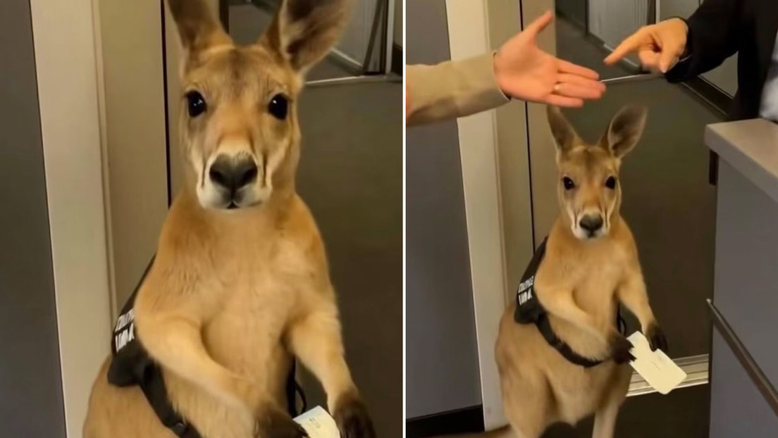 ¿Es real el video del canguro con tiquete de avión? Así puedes ...